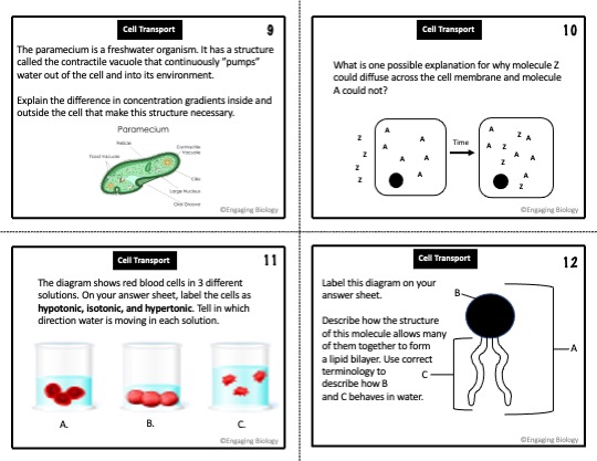 Cell Transport Osmosis and Diffusion Task Cards | Made By Teachers