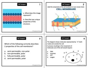 Cell Transport Osmosis and Diffusion Task Cards - Made By Teachers