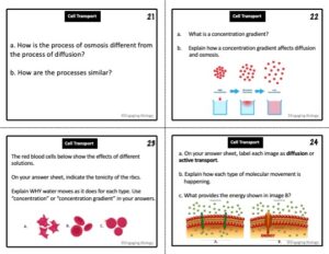 Cell Transport Osmosis and Diffusion Task Cards - Made By Teachers