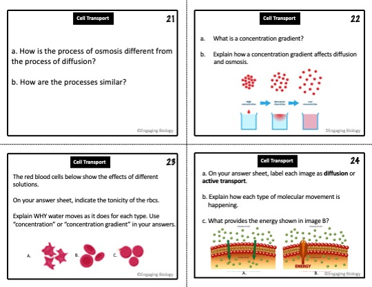 Cell Transport Osmosis and Diffusion Task Cards - Made By Teachers