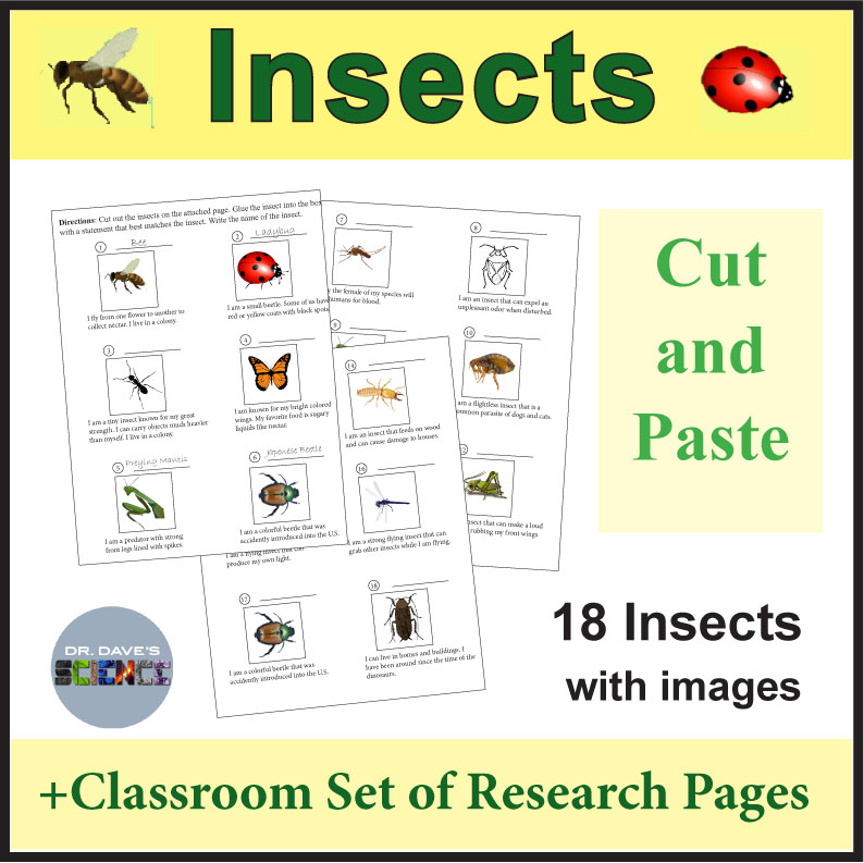 Insects Resource Bundle, Bugs and Insect Activities | Made By Teachers
