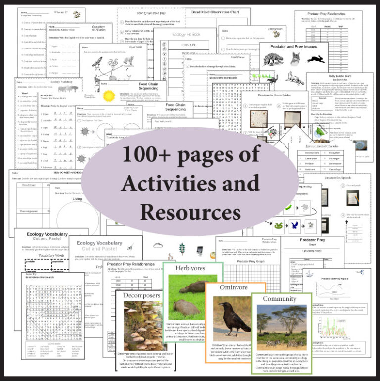 Ecology and Food Chain Activity Packet | Made By Teachers