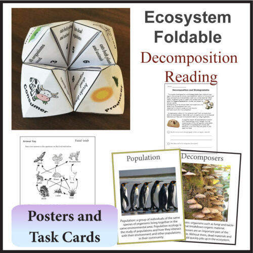 Ecology and Food Chain Activity Packet | Made By Teachers