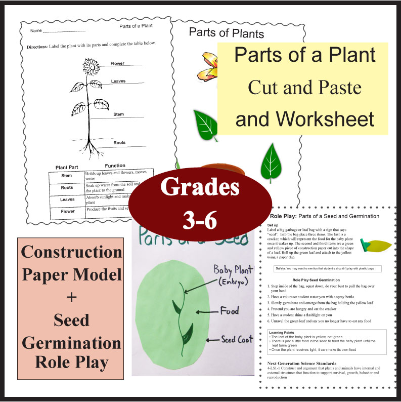 Plant Unit Bundle Parts of Plants Activities - Made By Teachers
