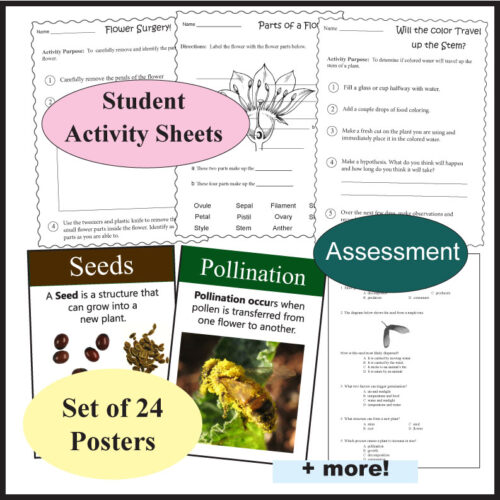Plant Unit Bundle Parts of Plants Activities | Made By Teachers