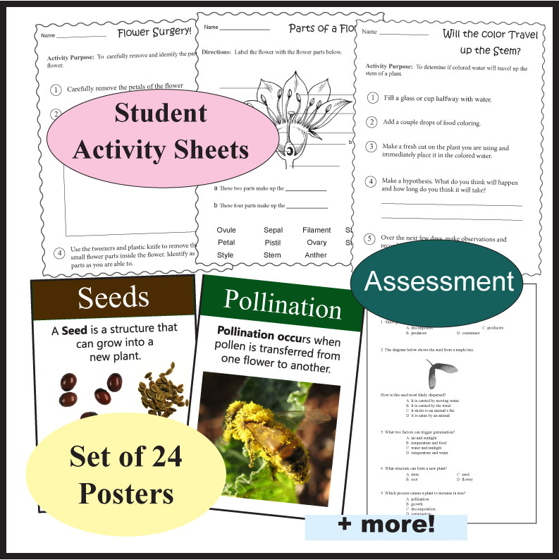 Plant Unit Bundle Parts of Plants Activities | Made By Teachers