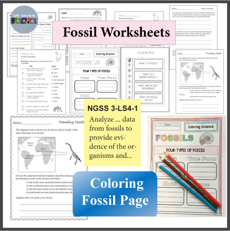 Fossils and Types of Fossils Activities NGSS 3-LS4-1 | Made By Teachers