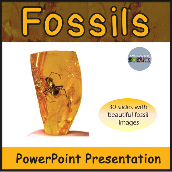 Fossils and Types of Fossils PowerPoint | Made By Teachers