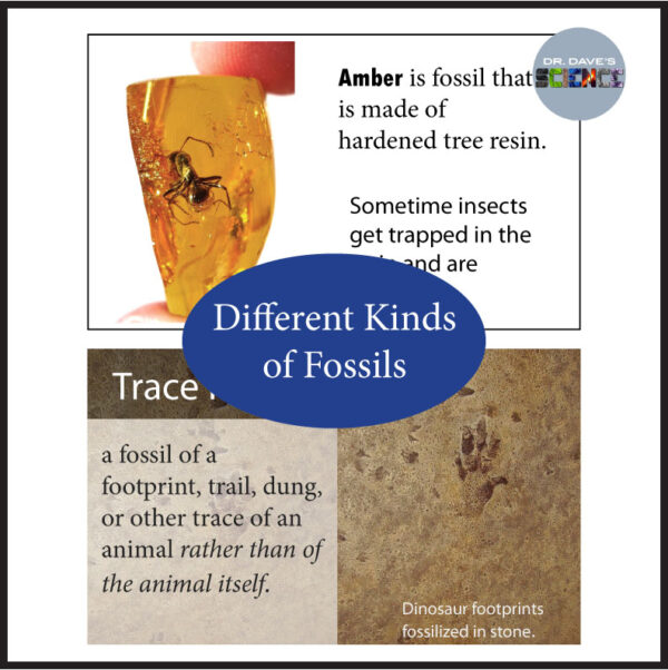 Fossils and Types of Fossils PowerPoint | Made By Teachers