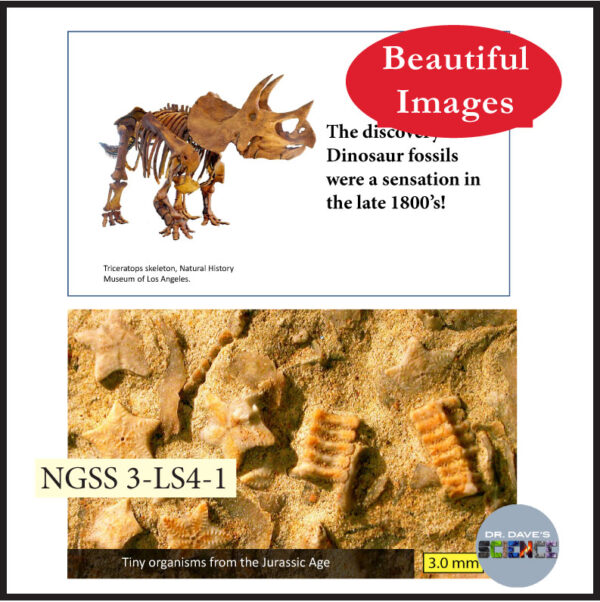 Fossils and Types of Fossils PowerPoint | Made By Teachers