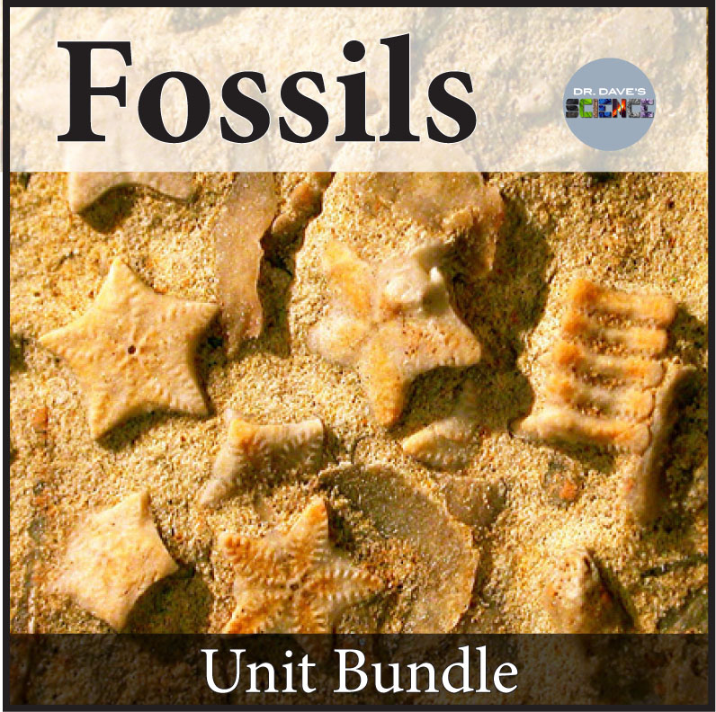 Fossils Unit and Types of Fossils Unit Bundle | Made By Teachers