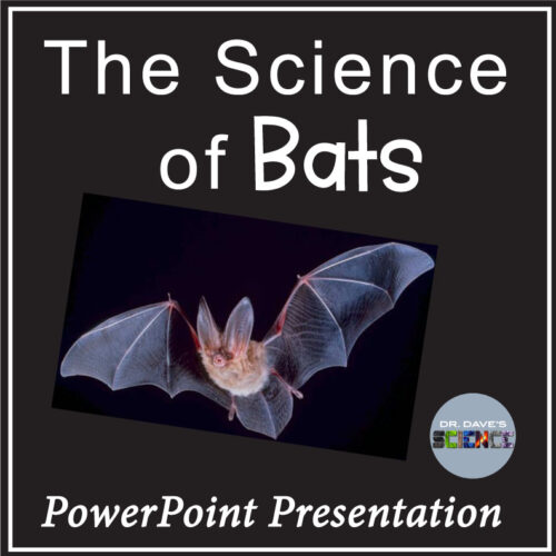Bats Reading Comprehension Informational Passage Bats | Made By Teachers