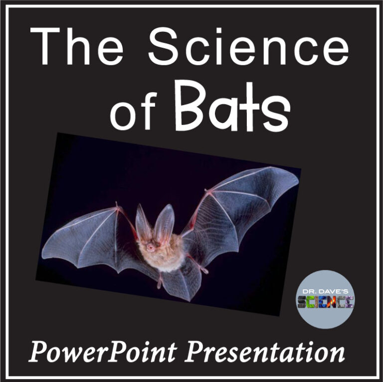 Bat PowerPoint and the Science of Bats - Made By Teachers