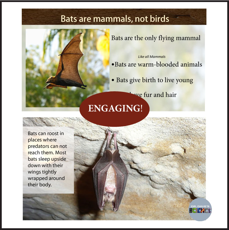 Bat PowerPoint and the Science of Bats | Made By Teachers