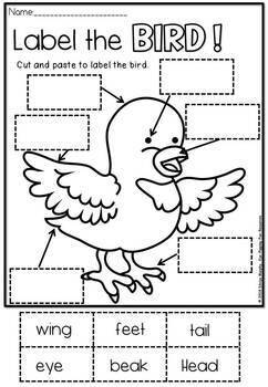 writing about birds and labeling - Made By Teachers