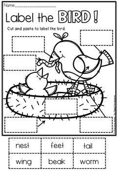 writing about birds and labeling | Made By Teachers