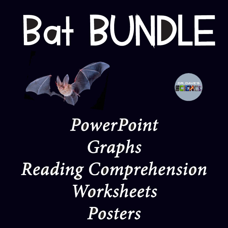 Bat PowerPoint and the Science of Bats | Made By Teachers