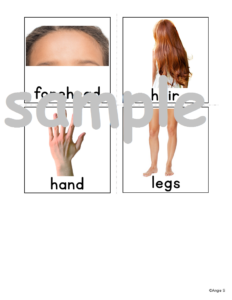 Body Parts Picture Cards - Made By Teachers