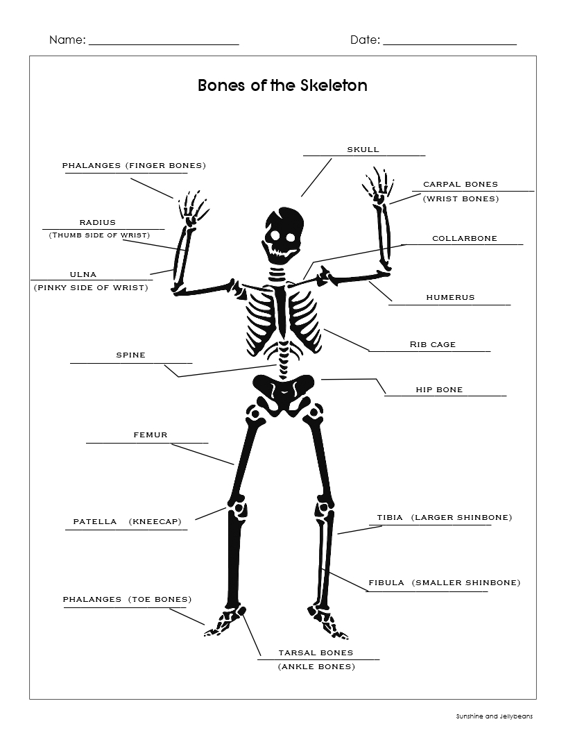 Bones of the Skeleton - Learn the Names of Bones! - Grades 5-6-7-8 ...
