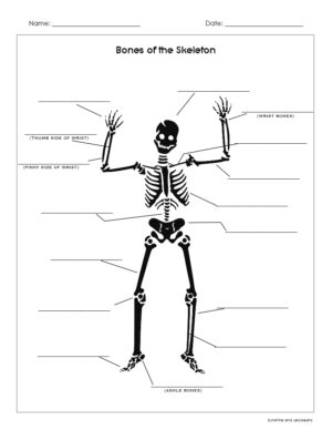 Bones of the Skeleton - Learn the Names of Bones! - Grades 5-6-7-8 ...