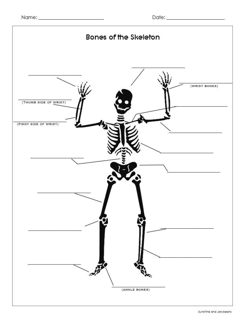Bones of the Skeleton - Learn the Names of Bones! - Grades 5-6-7-8 ...