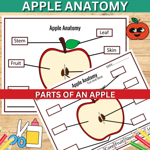 Apple Anatomy, Parts of an Apple posters and worksheet- Fall Activity ...