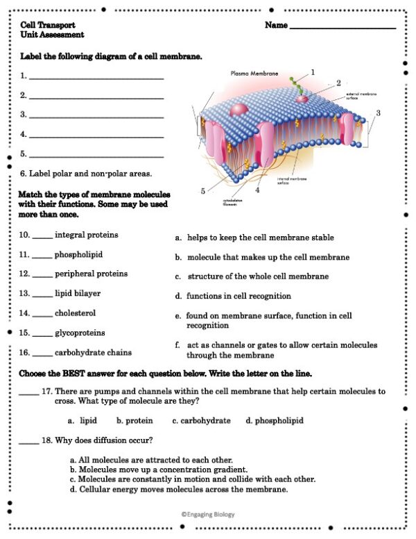 Cell Transport Unit Assessment | Made By Teachers