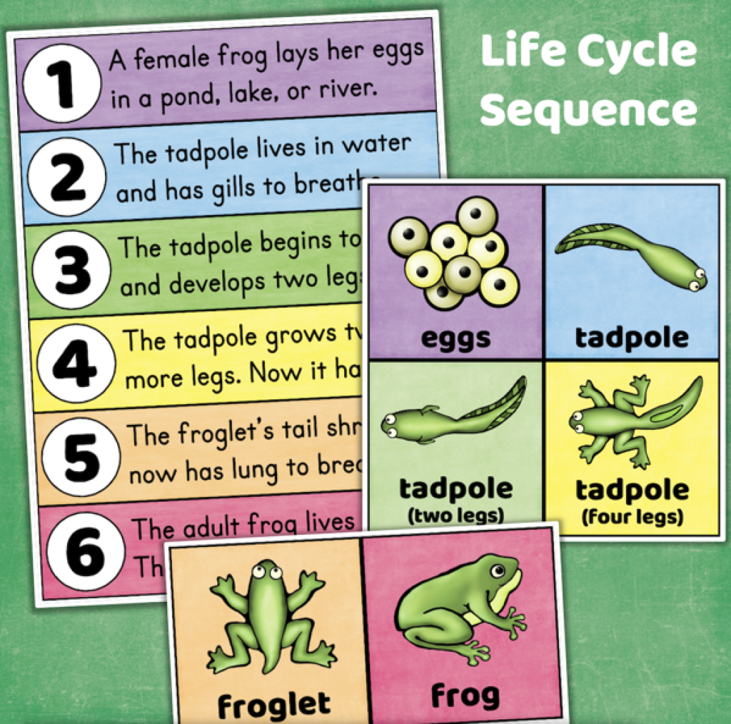 FROG Life Cycle Posters Science Worksheets Diagram Sequencing - Made By ...