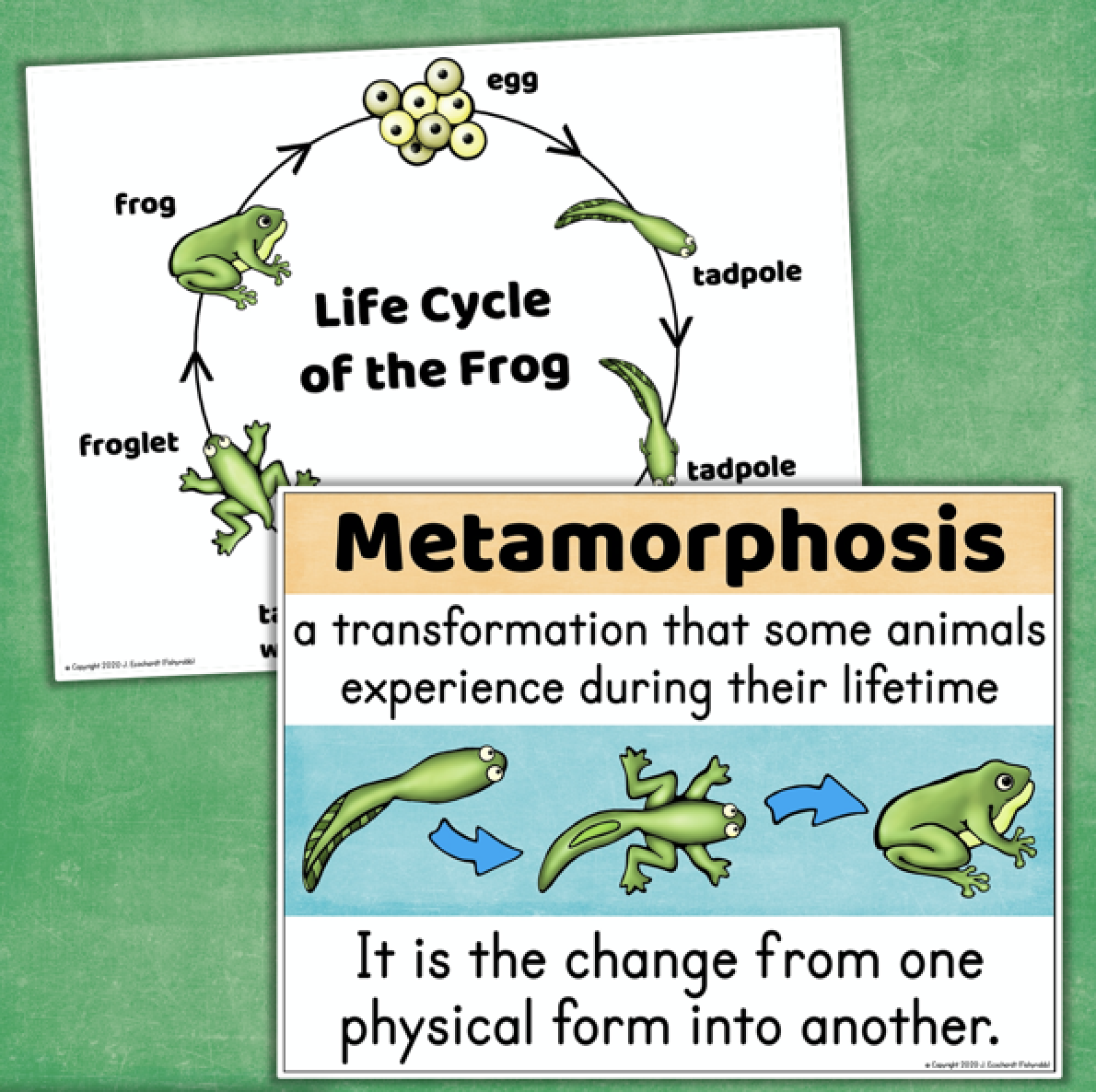 FROG Life Cycle Posters Science Worksheets Diagram Sequencing | Made By ...