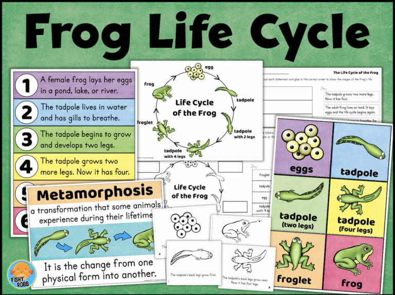 FROG Life Cycle Posters Science Worksheets Diagram Sequencing - Made By ...