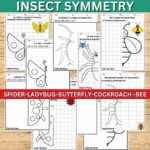 Insects Symmetry Drawing Activity- 2 Levels ,Ladybug,Spider,Cockroach ...