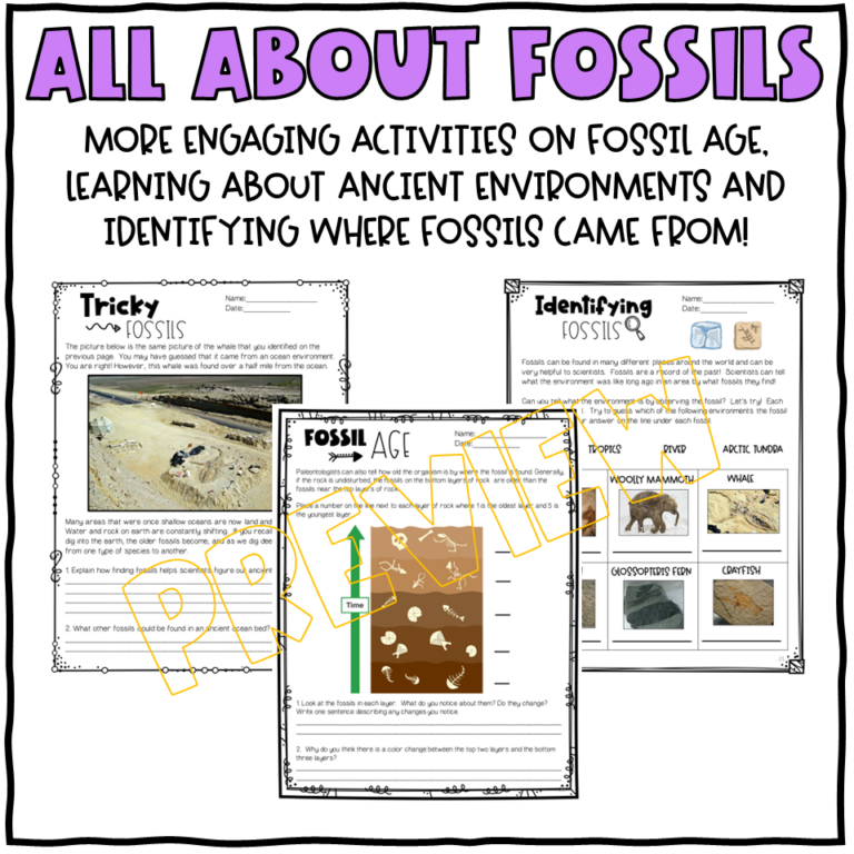 All About Fossils - Made By Teachers