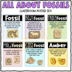 All About Fossils - Made By Teachers