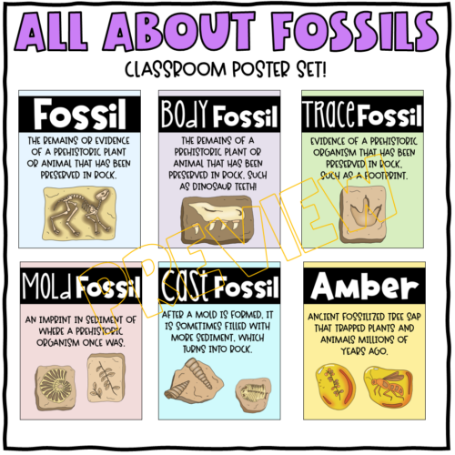 All About Fossils | Made By Teachers