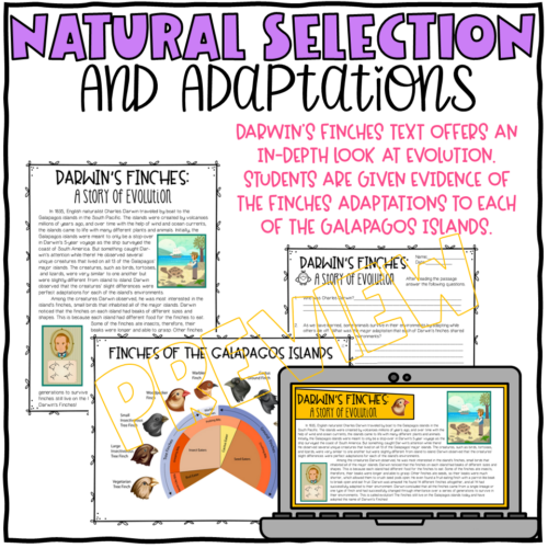 Natural Selection and Adaptations | Made By Teachers