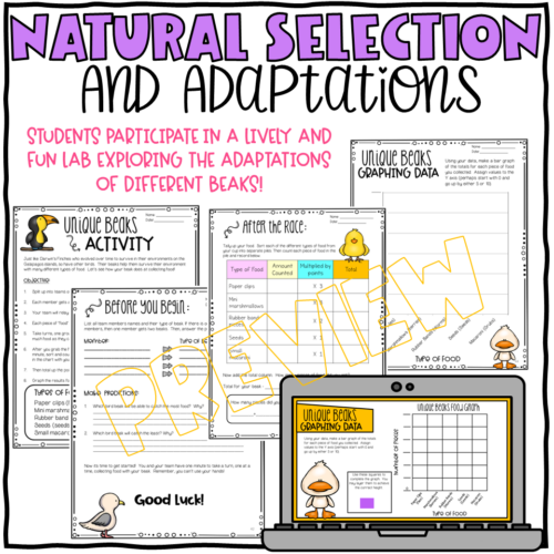 Natural Selection and Adaptations | Made By Teachers