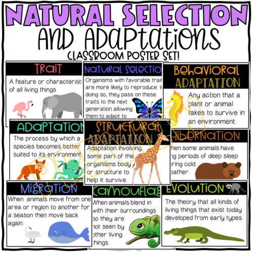 Natural Selection and Adaptations - Made By Teachers
