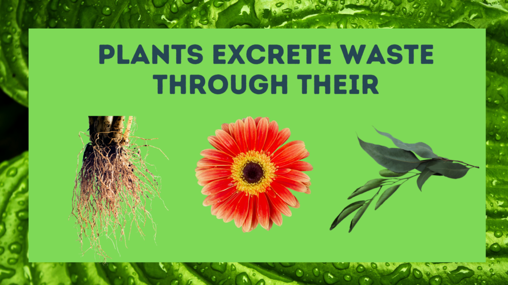 Plants as Living Things Science Digital Boom Card Deck Online Quiz ...