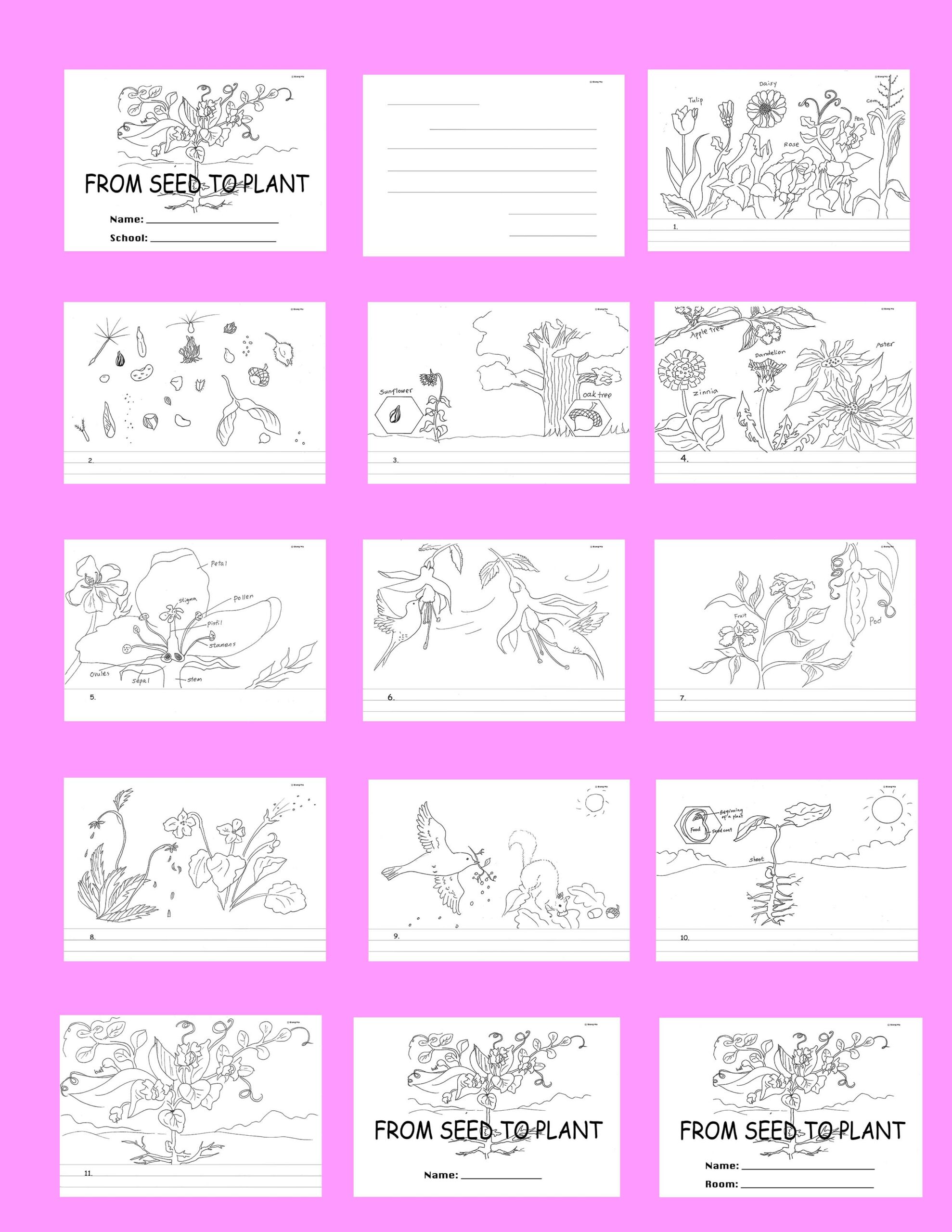 Science Project: Plant Booklet: From Seed to Plant | Made By Teachers