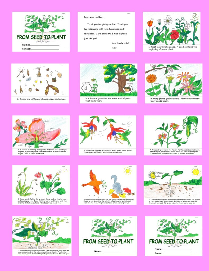 Science Project: Plant Booklet: From Seed to Plant | Made By Teachers