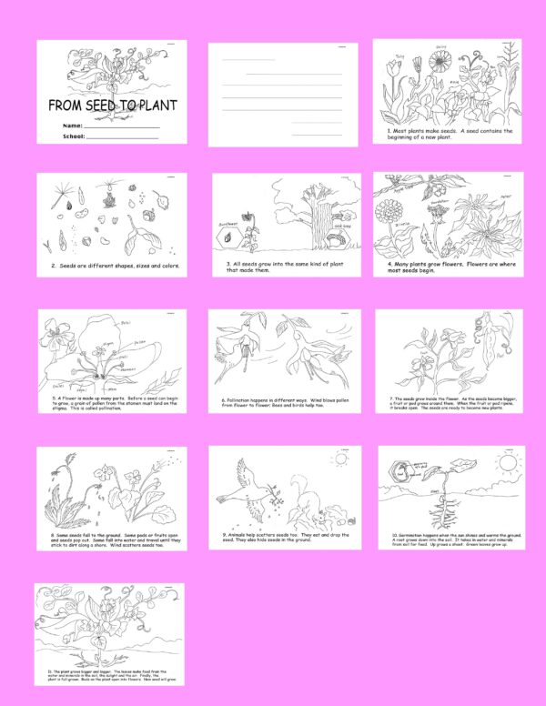 Science Project: Plant Booklet: From Seed to Plant - Made By Teachers