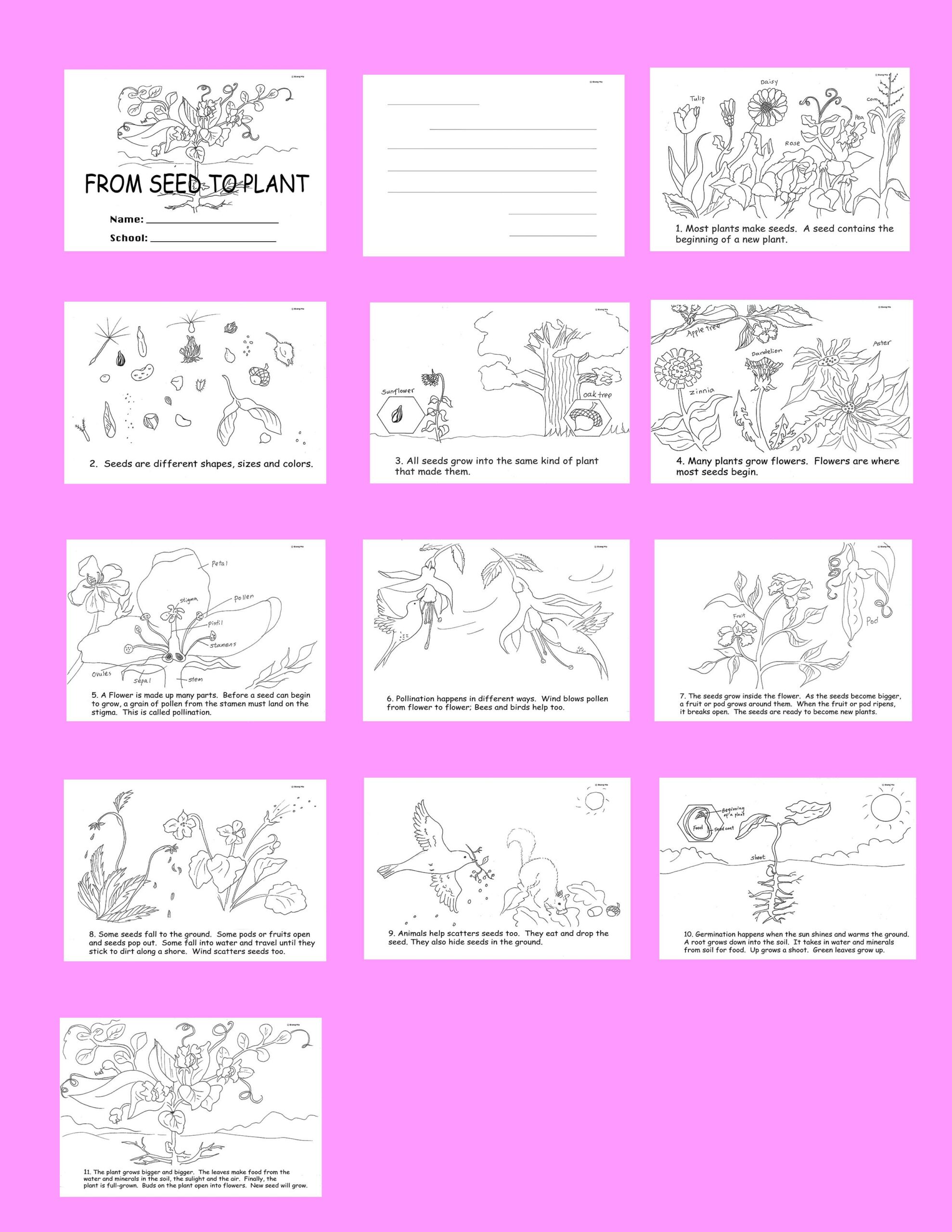 Science Project: Plant Booklet: From Seed to Plant | Made By Teachers