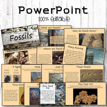 Fossils Pack - mold, cast, true-form, trace, paleontologist / Distance ...