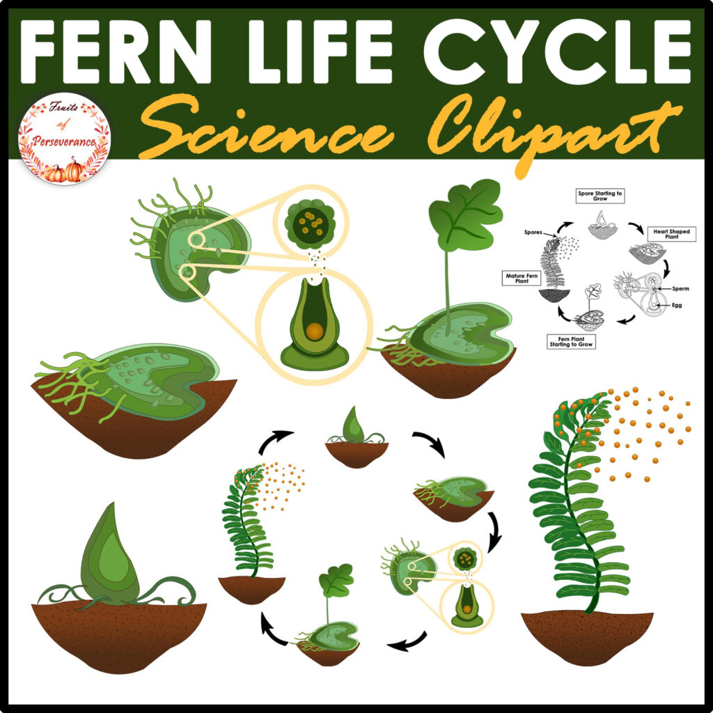 Moss and Fern Life Cycle Clipart | Seedless Plants Clip Art | Made By ...
