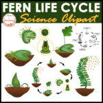 Moss and Fern Life Cycle Clipart | Seedless Plants Clip Art | Made By ...