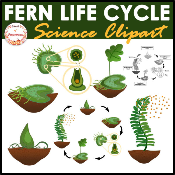 Moss and Fern Life Cycle Clipart | Seedless Plants Clip Art | Made By ...
