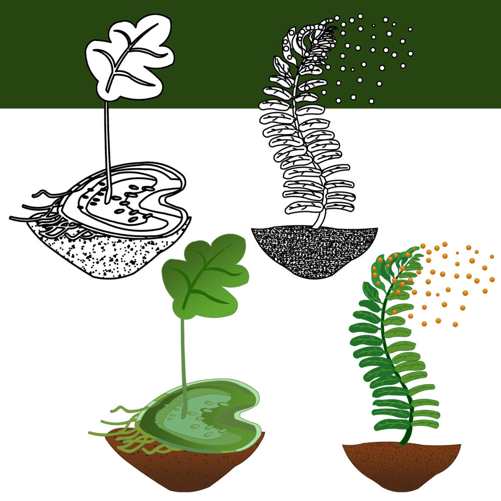 Moss and Fern Life Cycle Clipart | Seedless Plants Clip Art | Made By ...