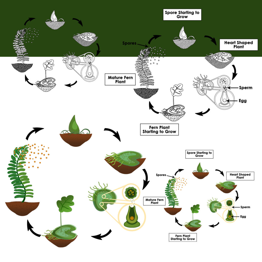 Moss and Fern Life Cycle Clipart | Seedless Plants Clip Art | Made By Teachers