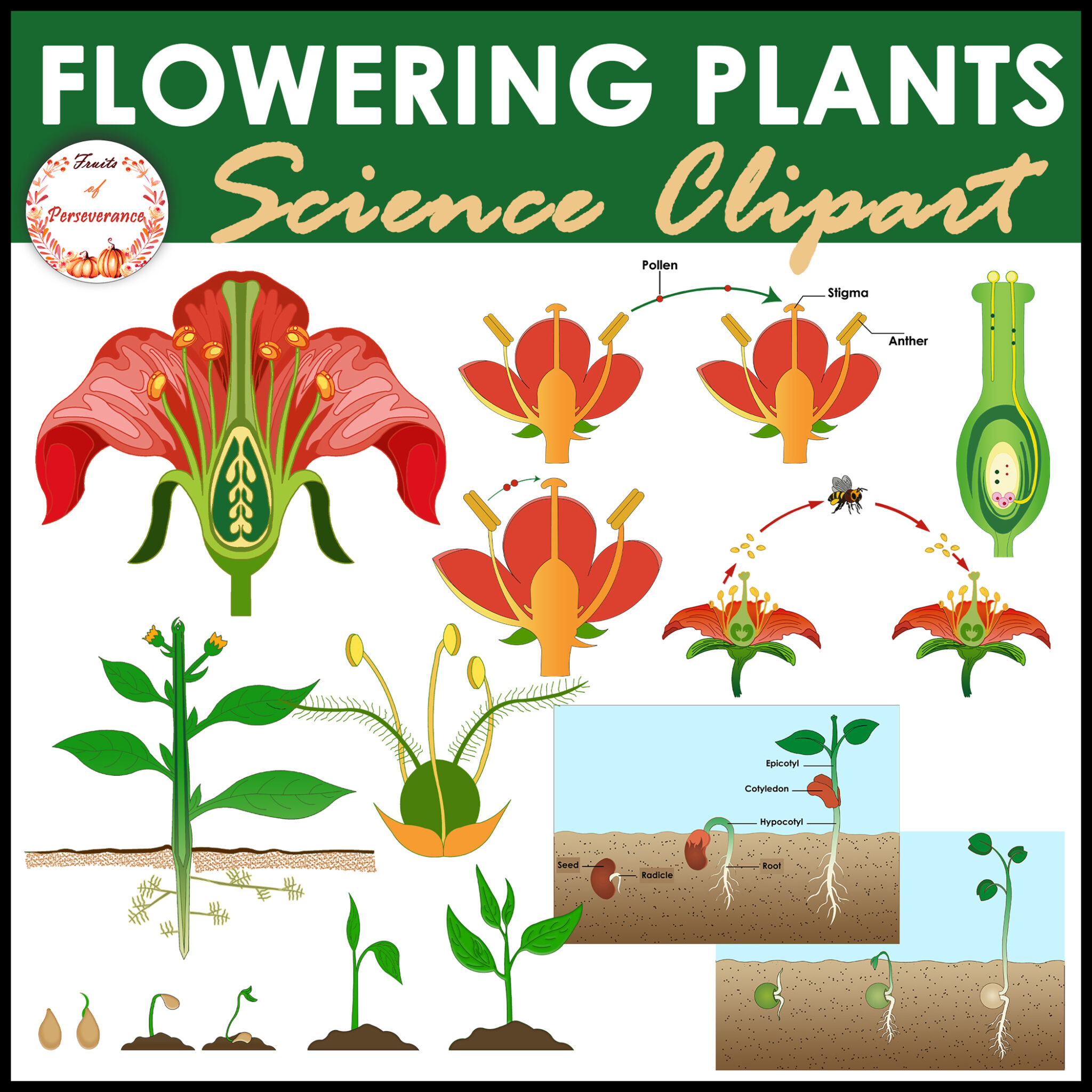 Flowering Plant Life Cycle Clipart Fertilization Germination ...