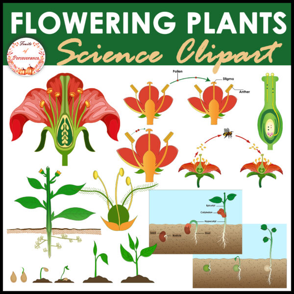 Flowering Plant Life Cycle Clipart Fertilization Germination ... Flowering Plant Life Cycle Clipart Fertilization Germination ...